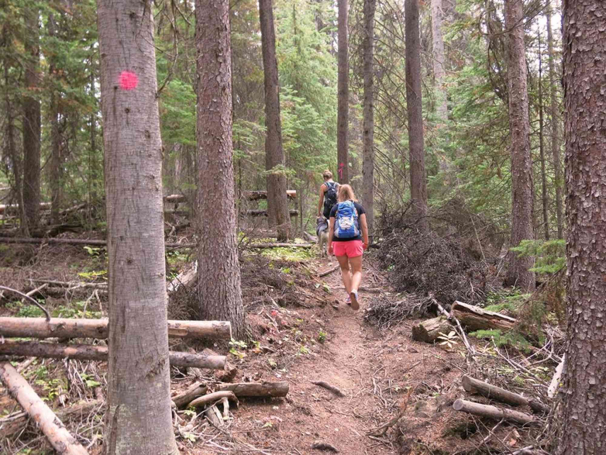 Trails | High Rim Trail: Oyama Entrance to Repeater Tower